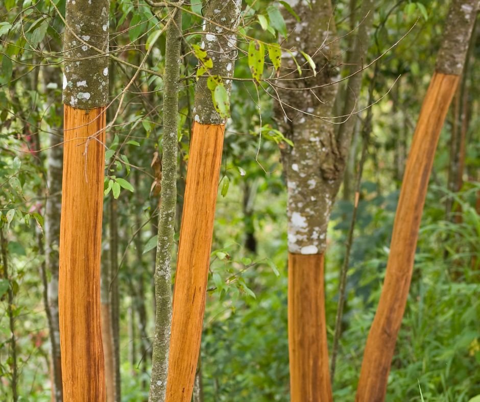 Uma Pitada de Canela: Riqueza Cultural e Saúde – Iamaní Chás Funcionais ...
